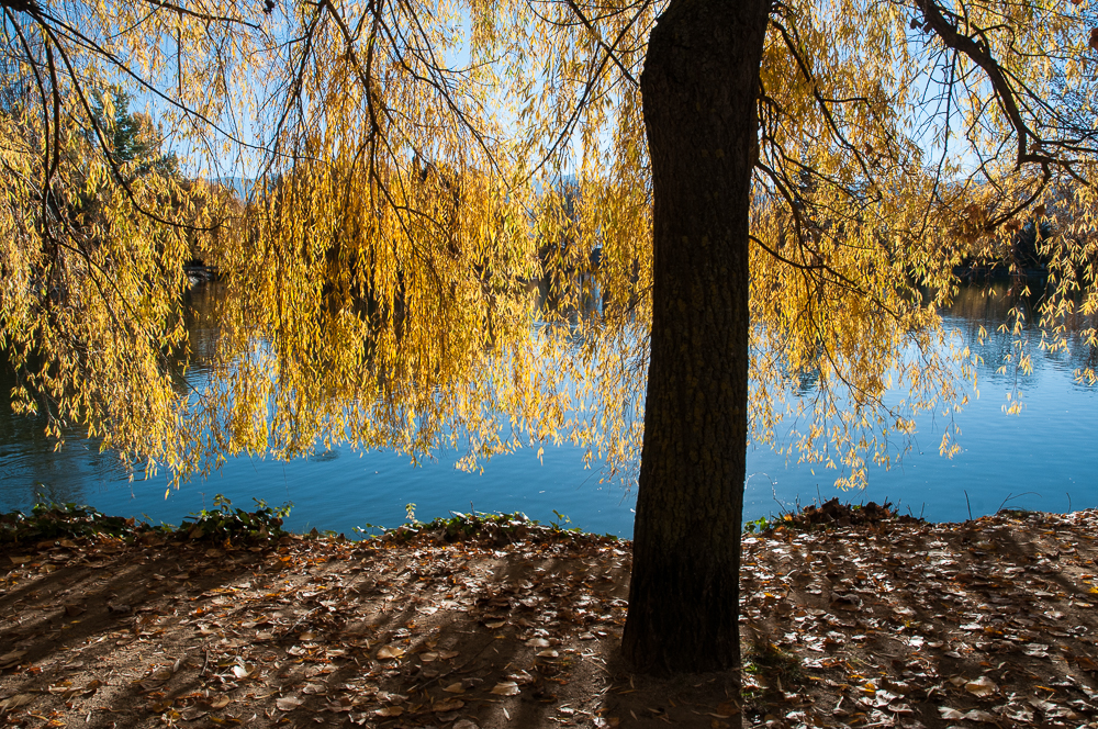 ¿Qué es un árbol? - Va de Árboles