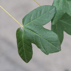 Acer monspessulanum - Va de Árboles