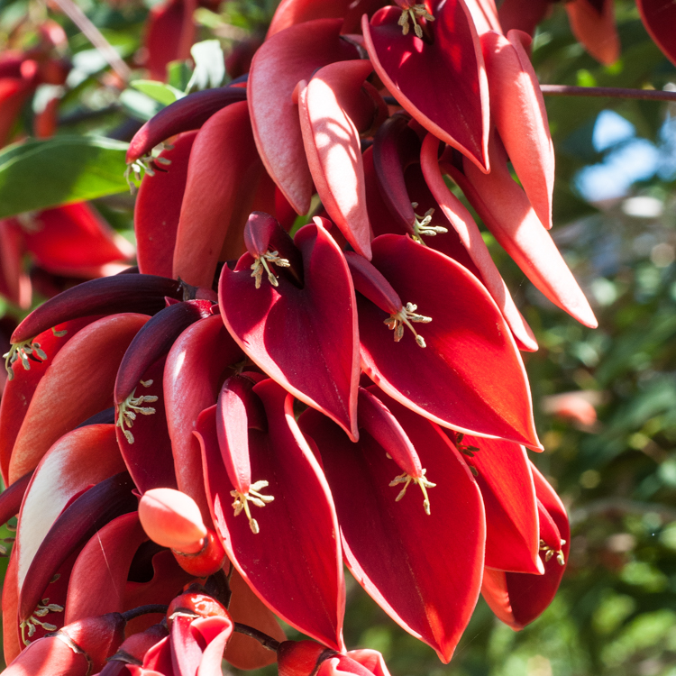 Erythrina crista-galli - Va de Árboles