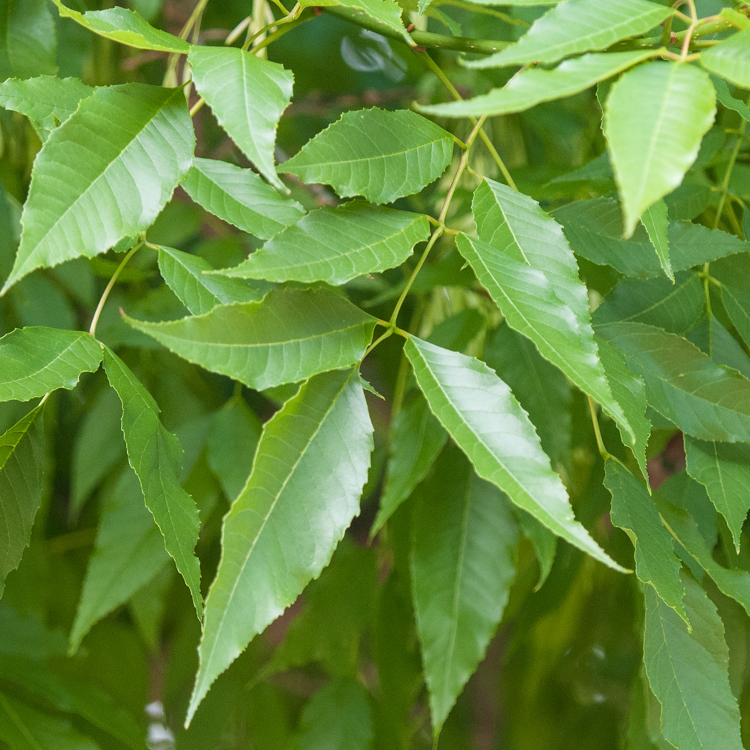 Fraxinus pennsylvanica - Va de Árboles