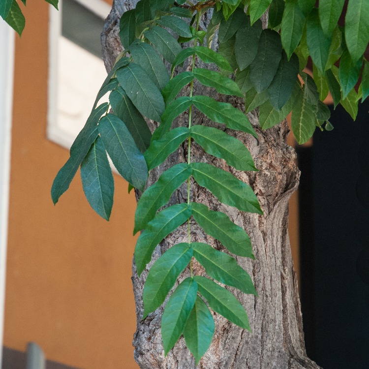 Pterocarya fraxinifolia - Va de Árboles