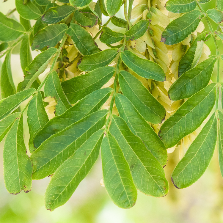 Pterocarya stenoptera - Va de Árboles