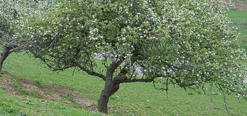 La extraordinaria historia de la manzana - Va de Árboles