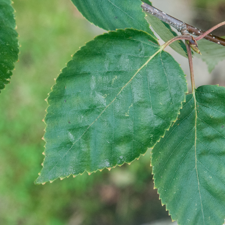 Hoja simple triangular o romboide - Va de Árboles