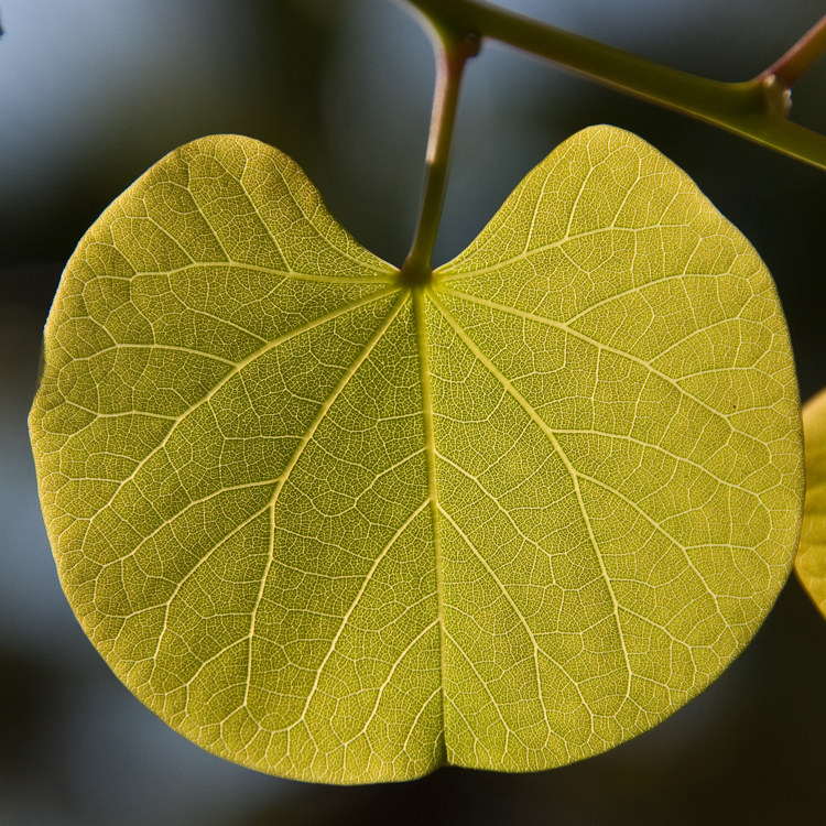 Hoja simple redondeada o acorazonada - Va de Árboles