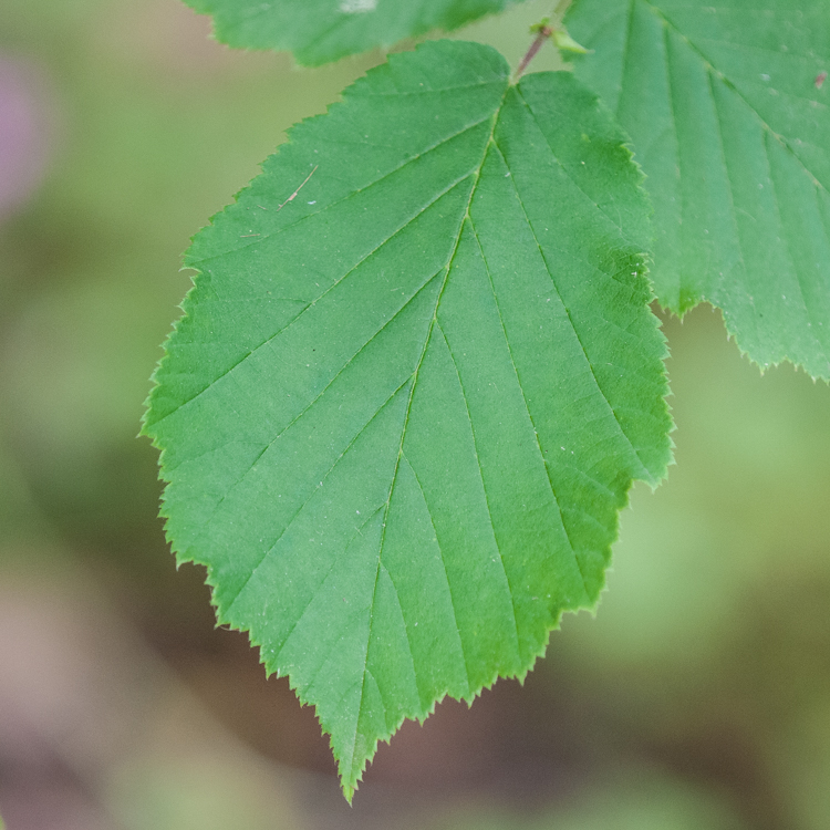 Hoja simple redondeada o acorazonada - Va de Árboles