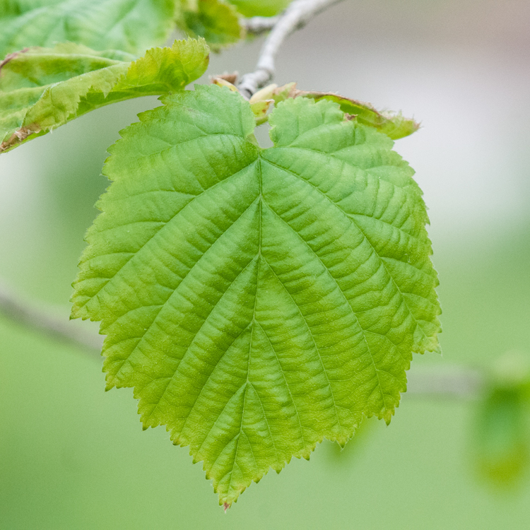 Hoja simple redondeada o acorazonada - Va de Árboles