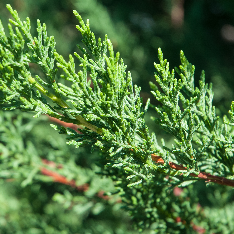 Escama - Va de Árboles