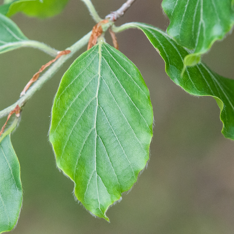 Hoja simple ovada o elíptica - Va de Árboles