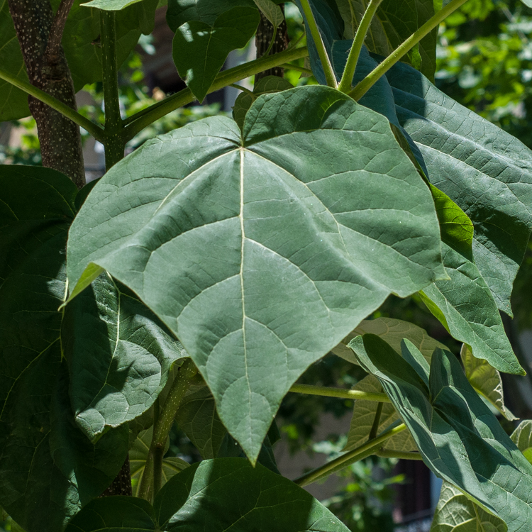 Hoja simple redondeada o acorazonada - Va de Árboles